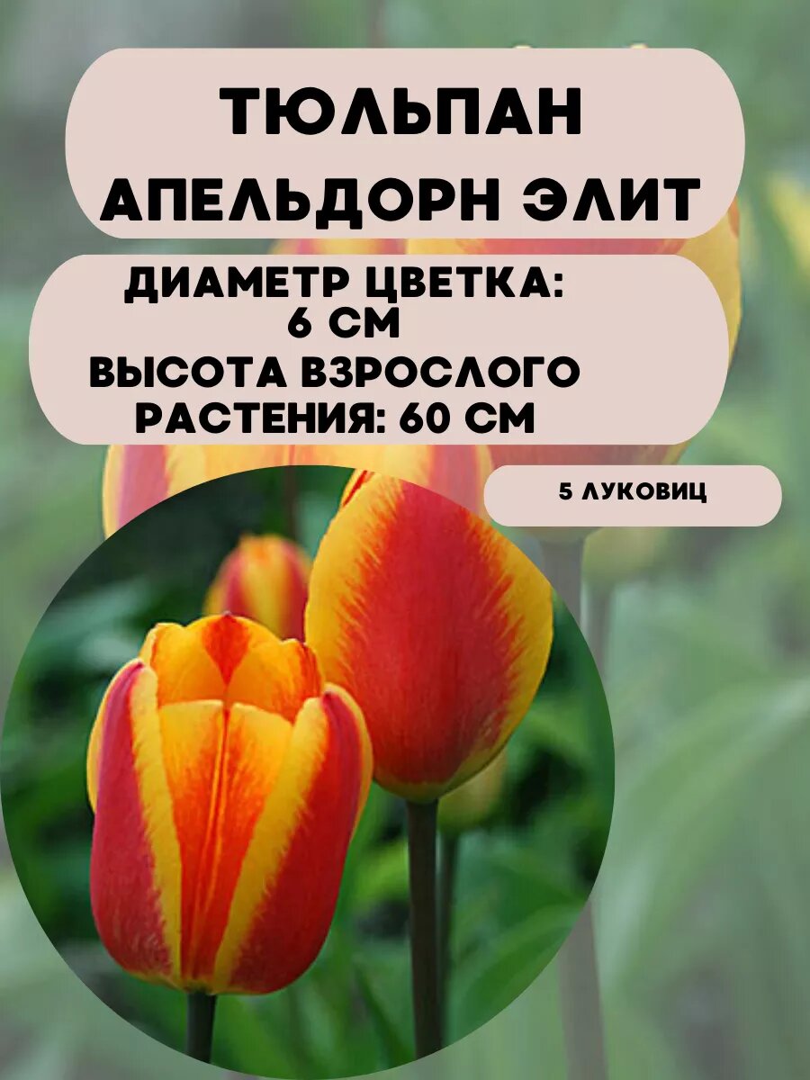 Тюльпан триумф махровый попугайный