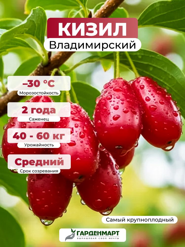 Саженец Кизил Владимирский