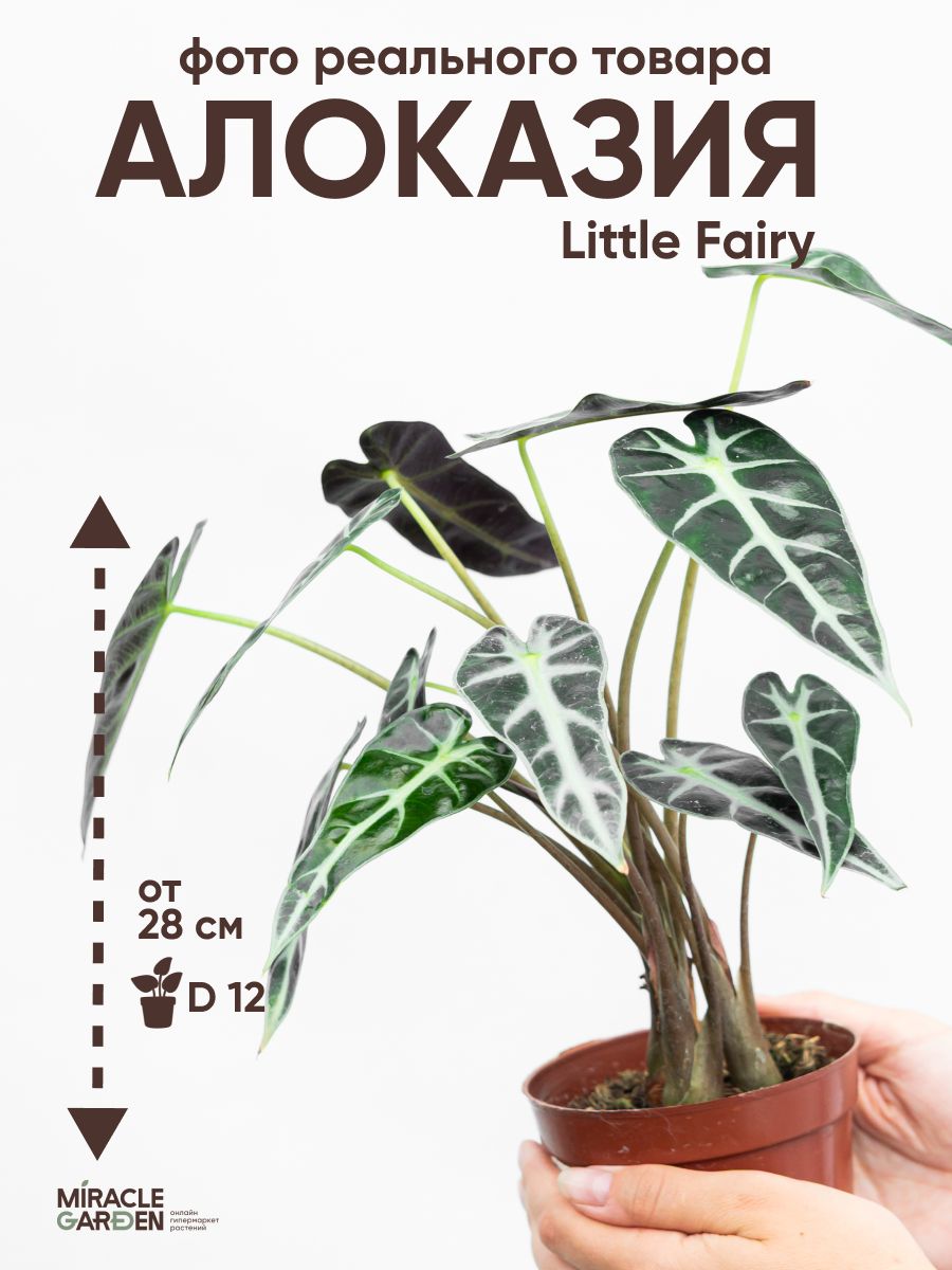 Алоказия растение живое Литтл Фейри 25 см Д12 Little Fairy цветок в горшке комнатный Miracle Garden