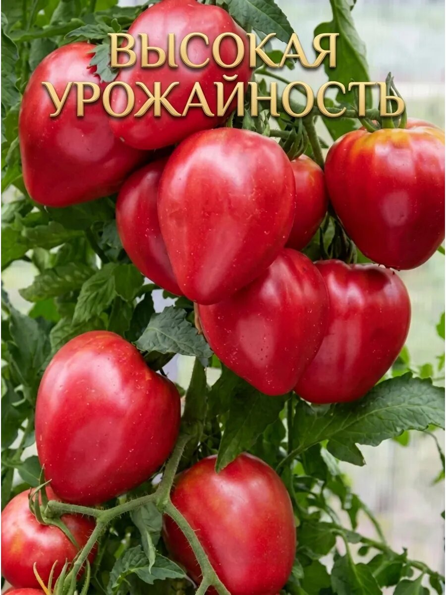 Томат Бычье сердце — фото 1
