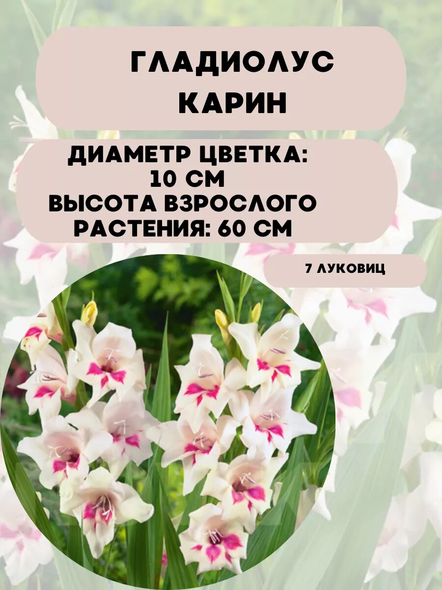 Гладиолус крупноцветковый/Луковицы гладиолуса