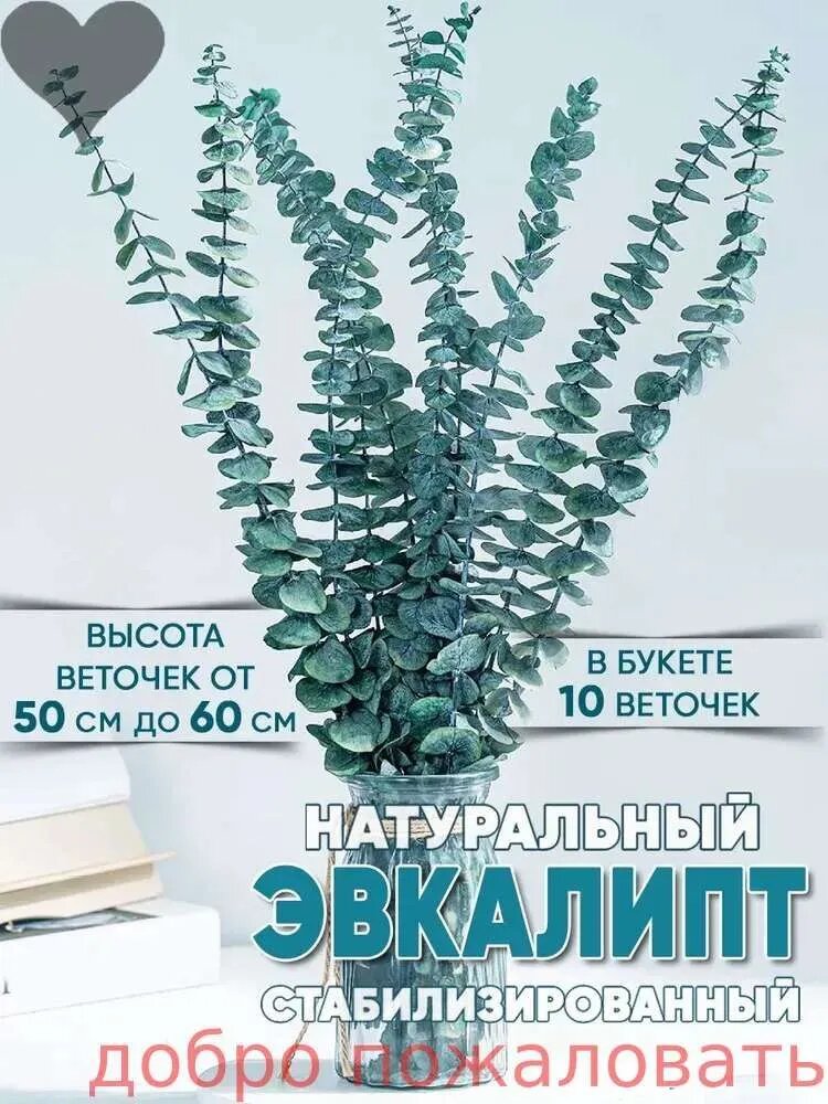 Сухоцветы Эвкалипт, 55 см, 1 шт