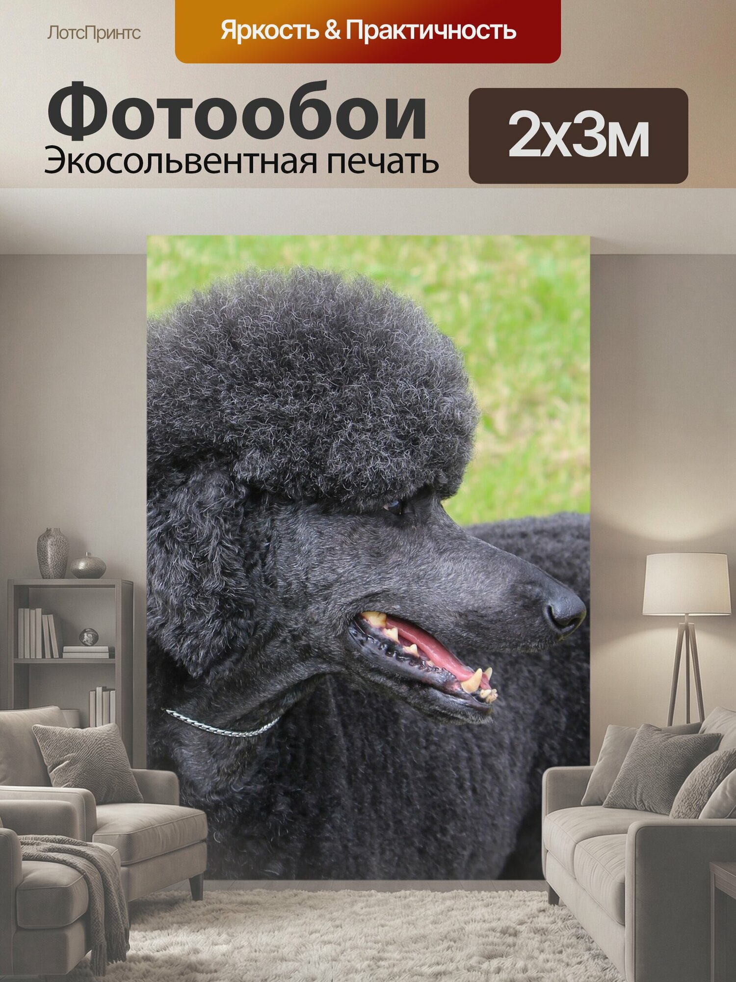 Фотообои "Черный собака, пудель, животное" 200x300 см. экосольвентная печать