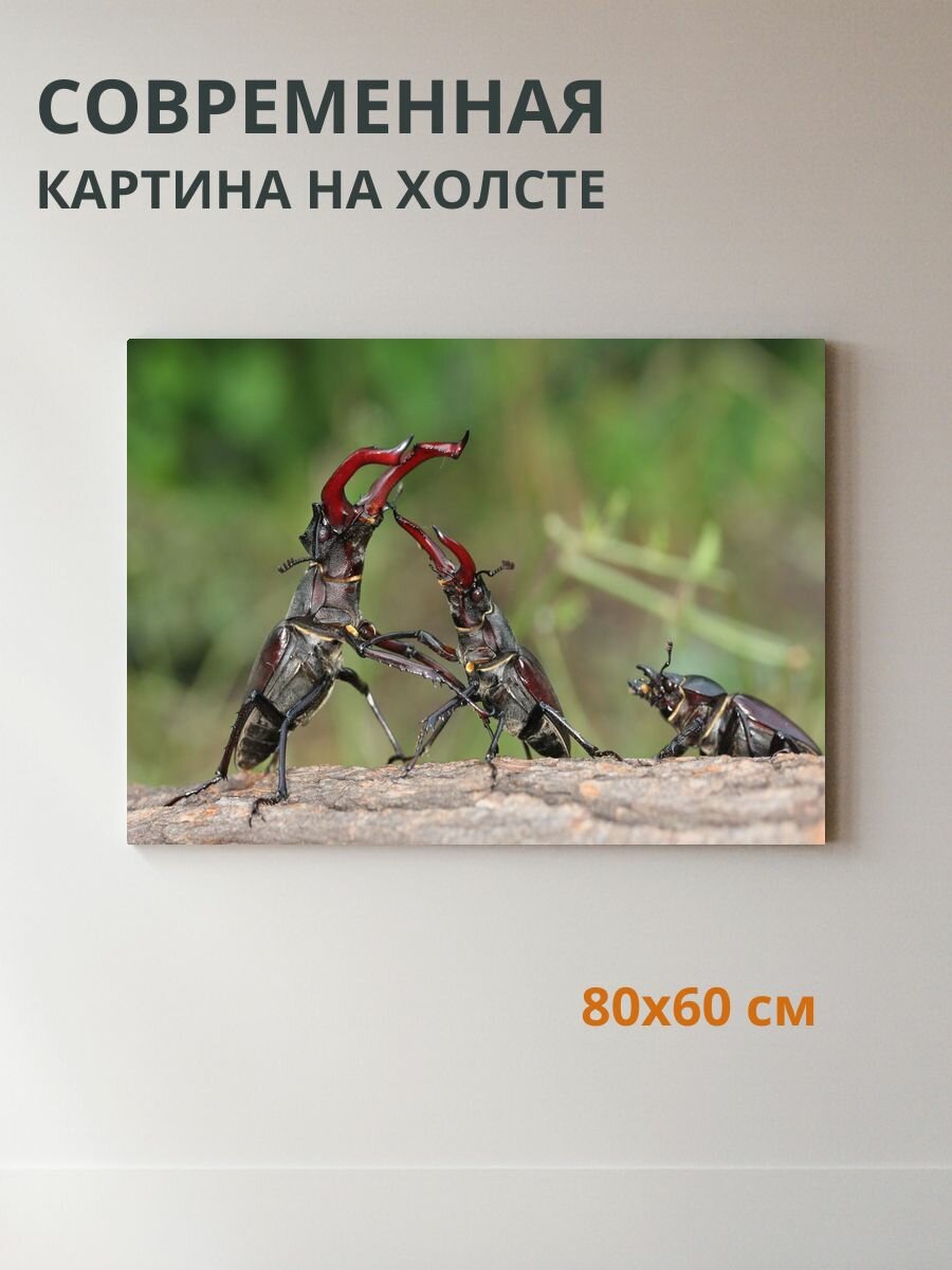 Картина на холсте Сцена боя жуков-оленей 80x60 см