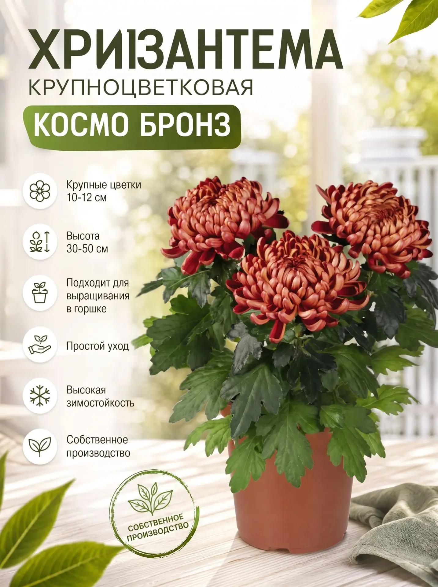 Хризантема «Космо Бронз»