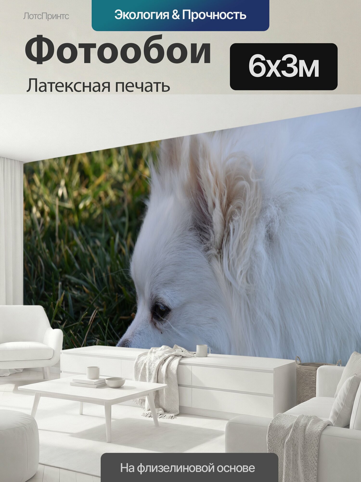 Фотообои моющиеся ударопрочные "Белый шпиц в золотом свете Белый шпиц в дневном свете шпиц собака уши jan20 белый длинные волосы свет золотой." 600x300 см. латексная печать