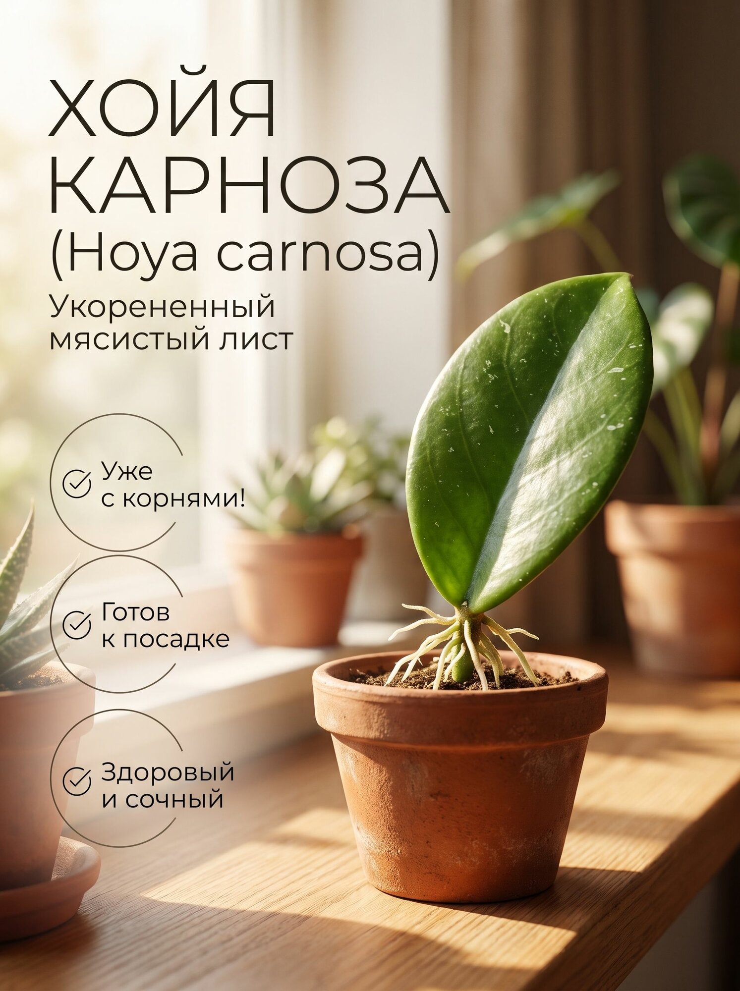 Хойя Карноза укорененный лист, сочный зеленый суккулент Hoya carnosa, растение для размножения