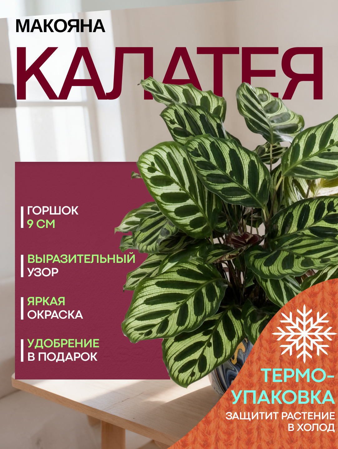 Калатея Макояна комнатный цветок в горшке живой
