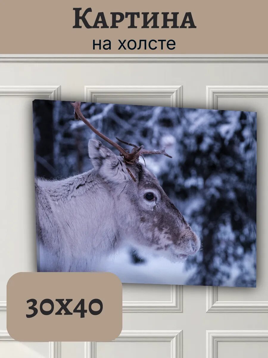 Картина Финляндия Finland 30x40 зимний северный олень