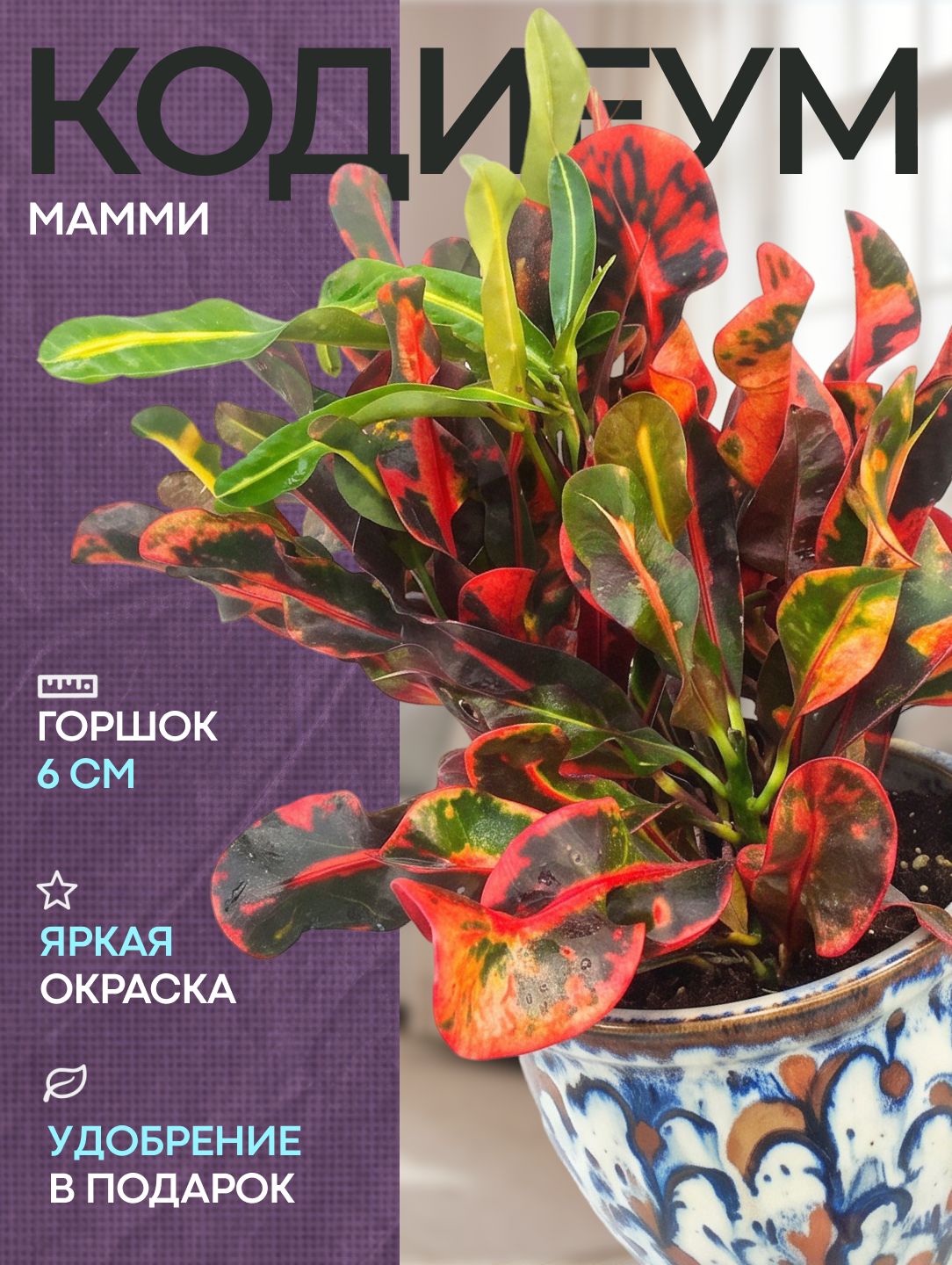 Кодиеум Мамми саженец комнатного растения живой