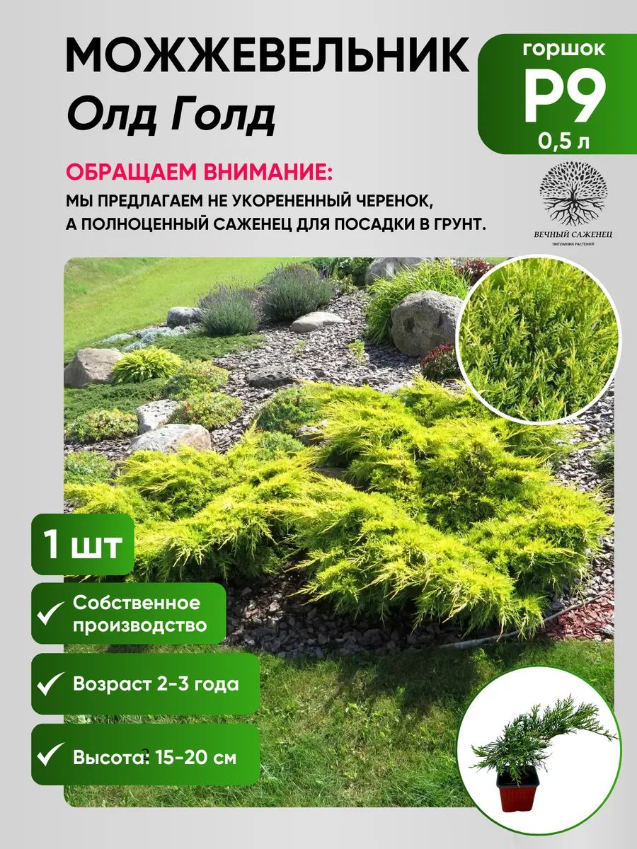 Можжевельник средний Олд Голд, саженец для сада и дачи, декоративное растение для посадки