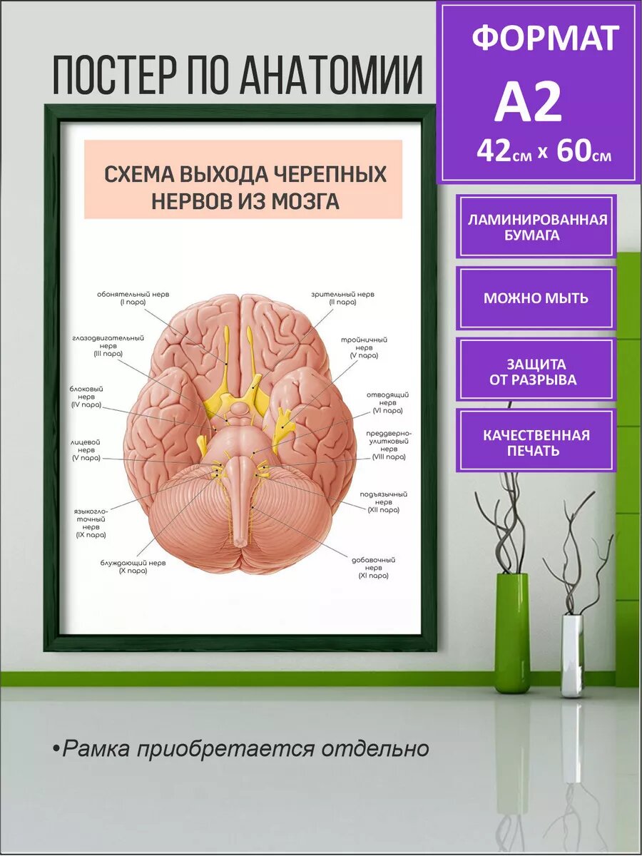 Постеры А2 по анатомии, схема черепных нервов