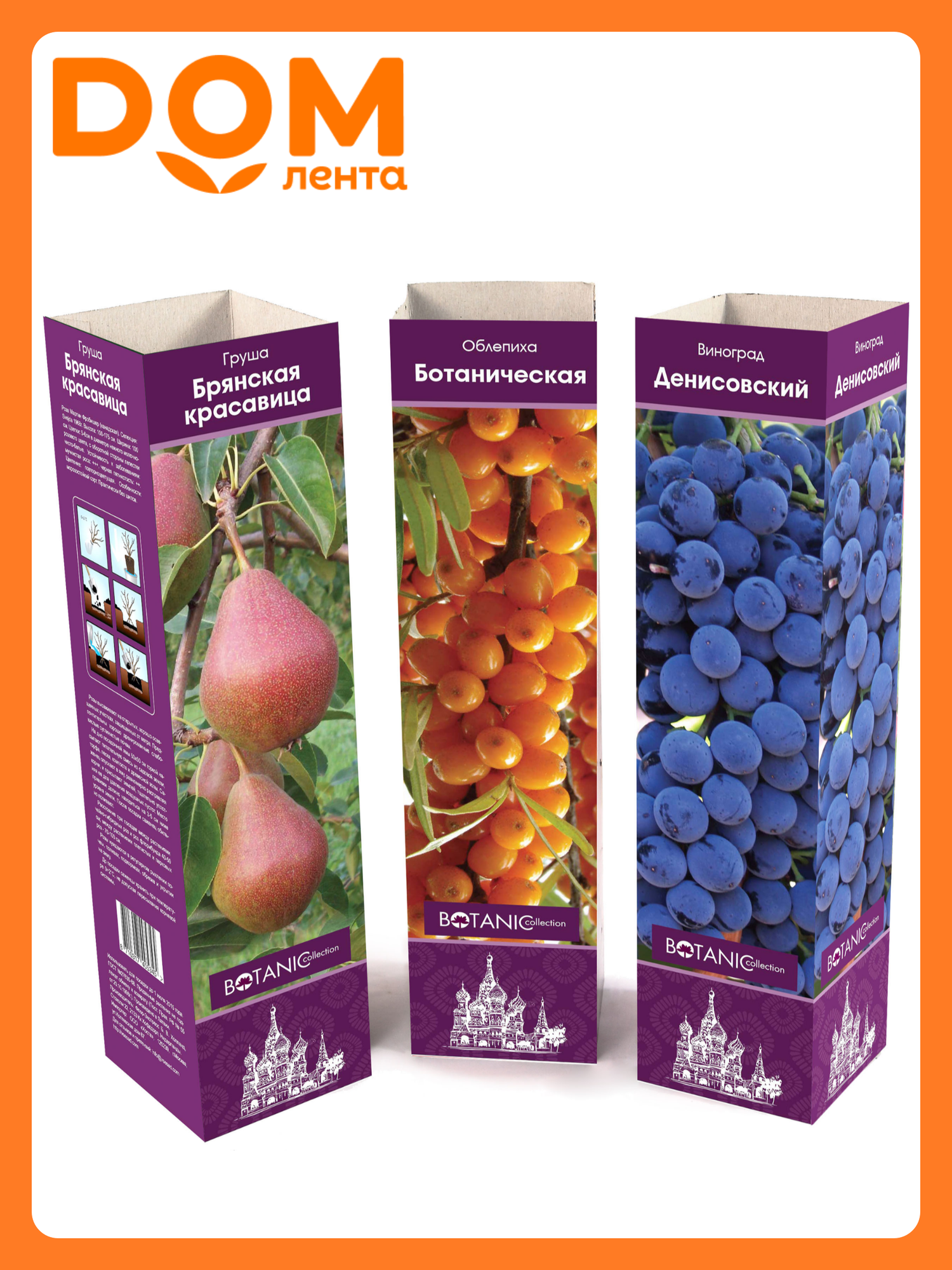 Растение Плодовые растения 7 цветов Ботаник Коллекшн в коробке в ассортименте