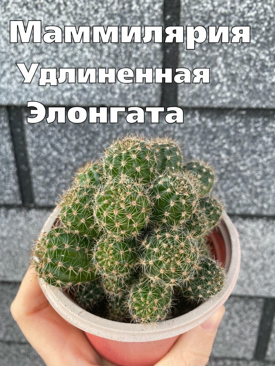 Кактус Маммилярия Удлиненная Элонгата