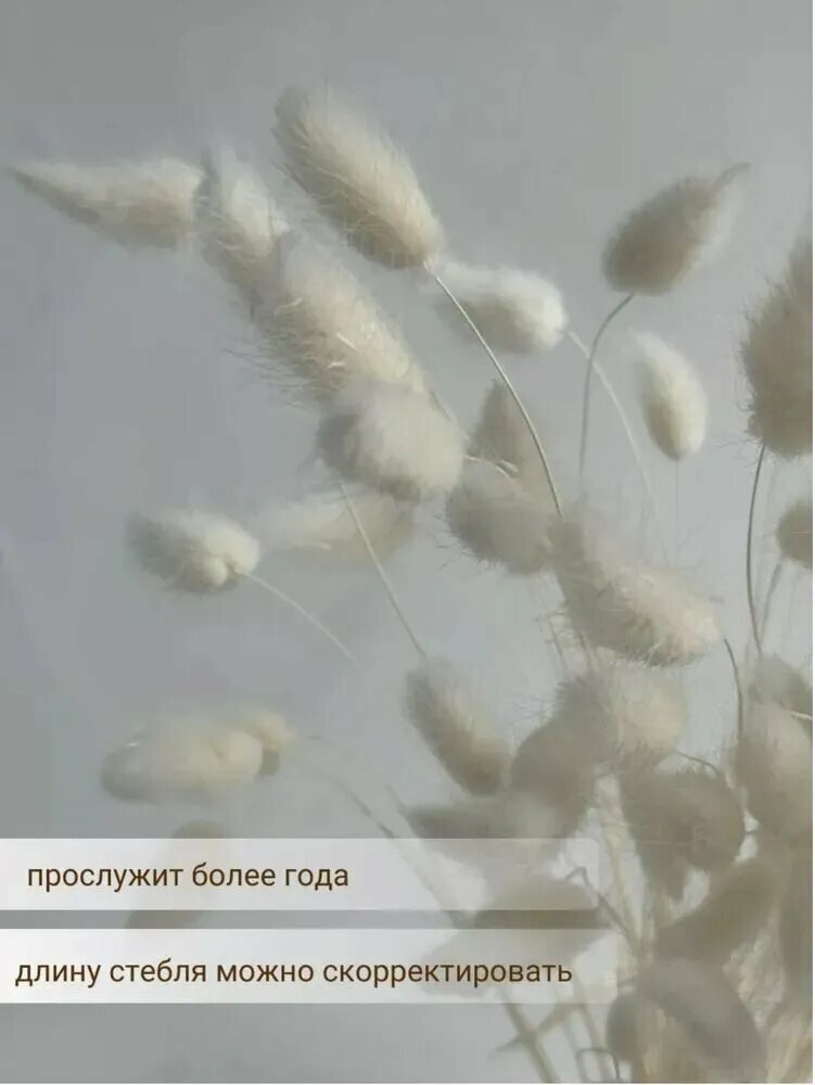 Сухоцветы, 60 см, 40 гр, 55 шт