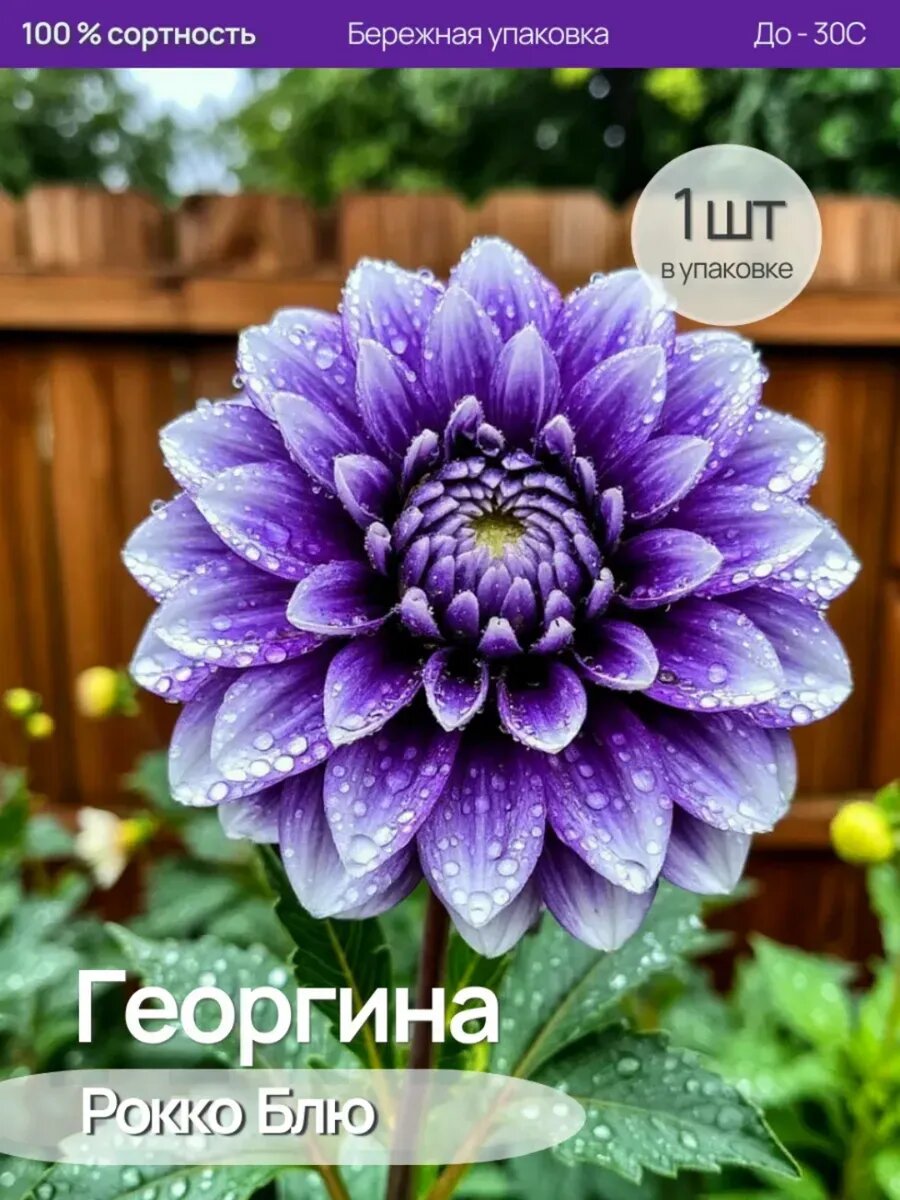 Георгина клубни многолетние Рокко блю