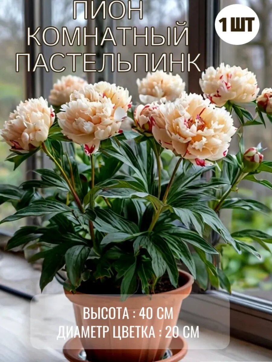Пион Пастельник