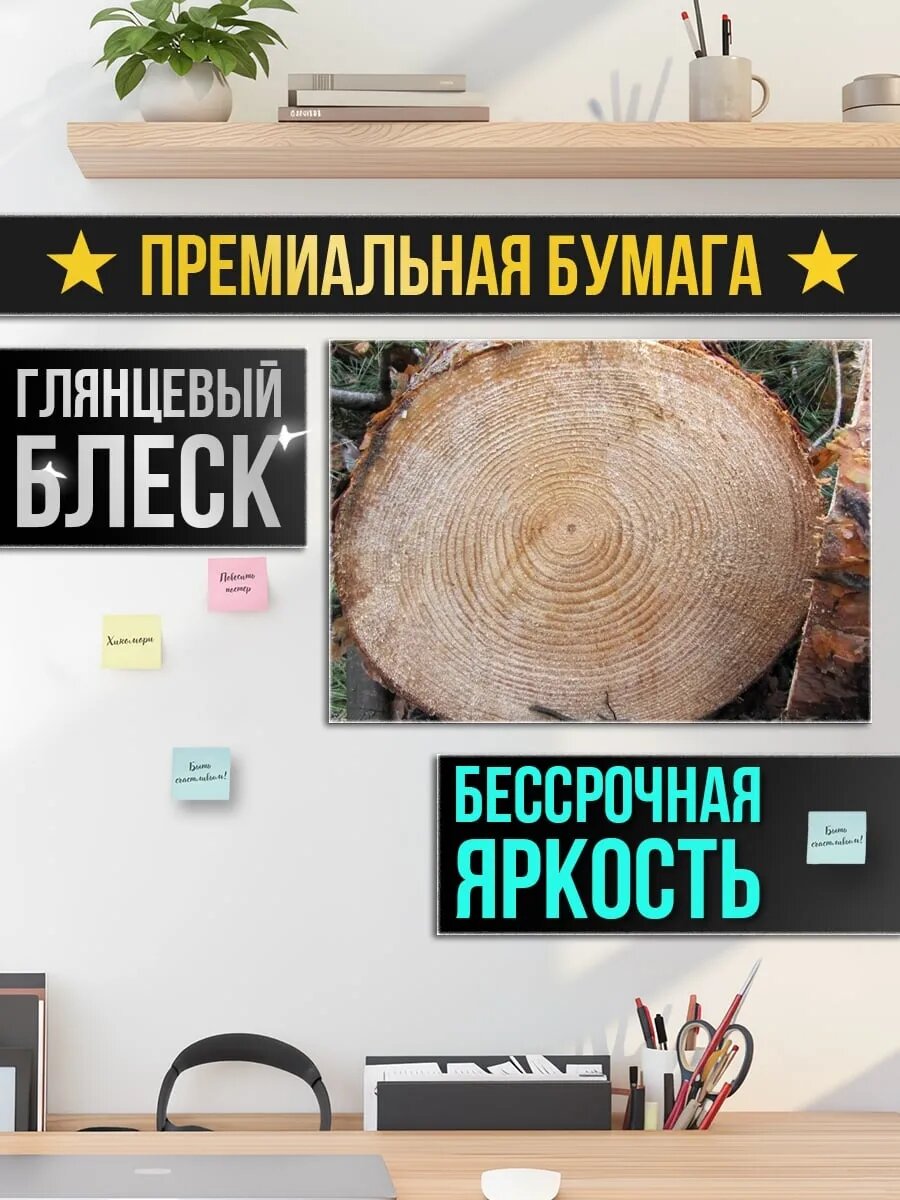 Плакат постер спил дерева — фото 1