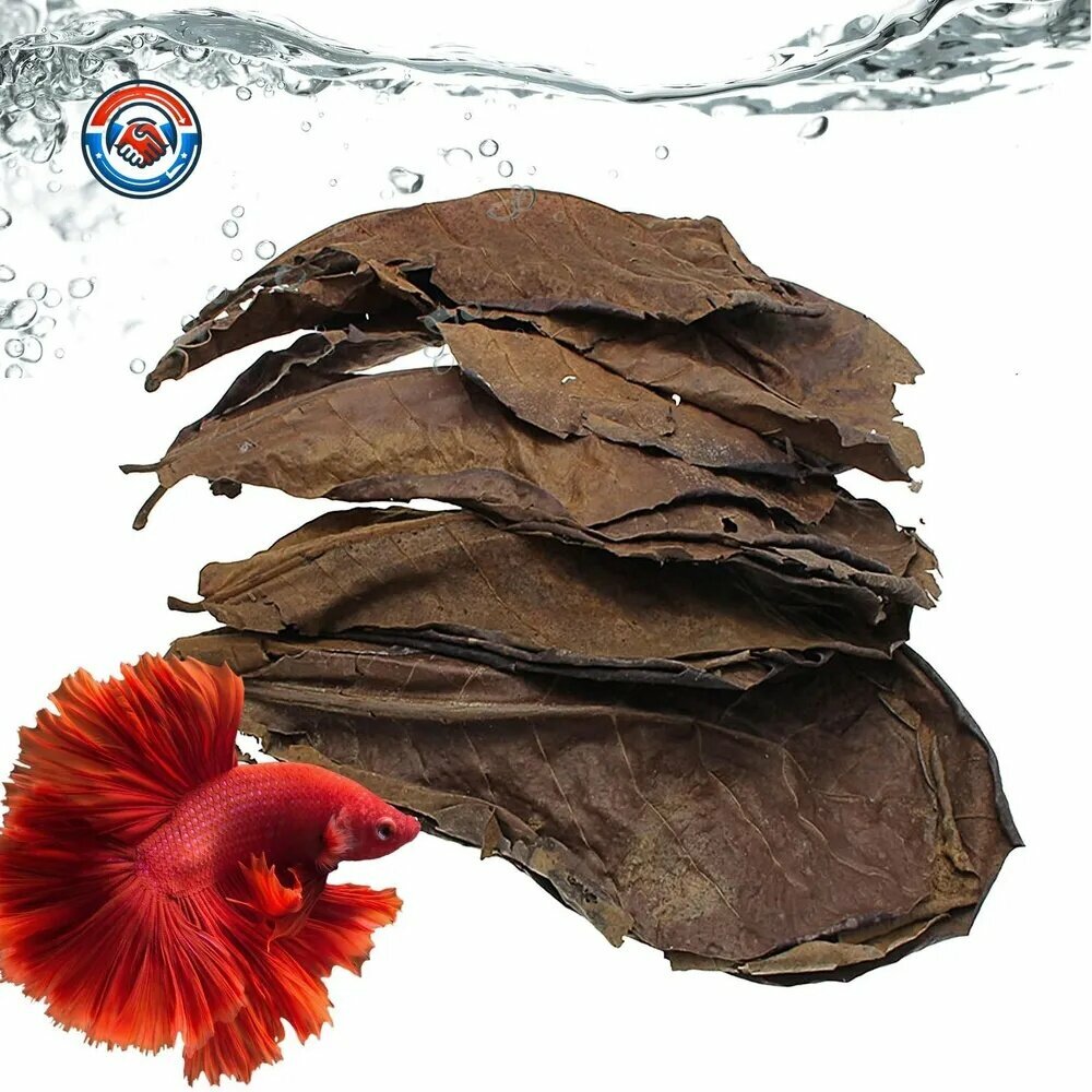 Натуральные листья Terminalia Catappa для аквариума, 10 шт, регулируют pH, улучшают иммунитет рыб, создают убежище и естественную среду для гуппи, петушков, креветок и лягушек