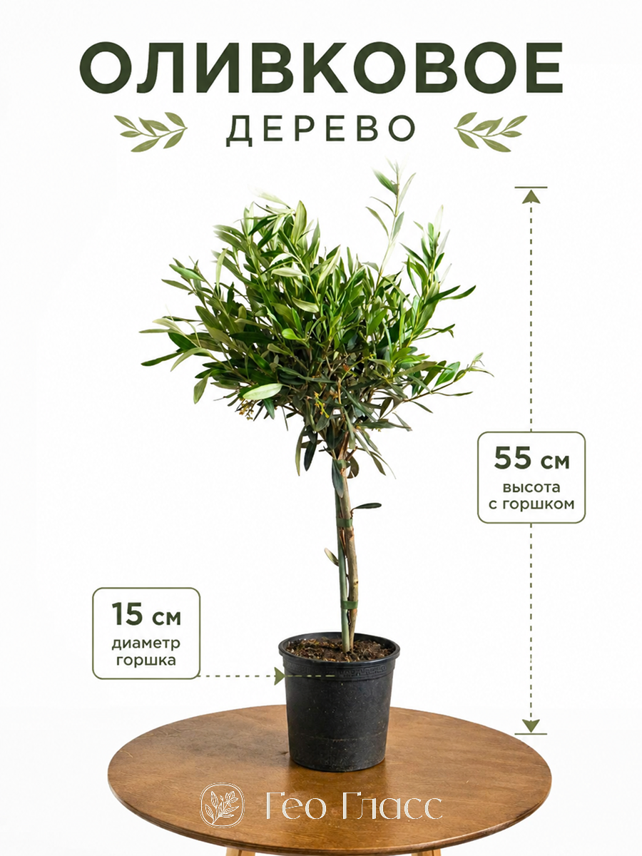 Geo Glass: Живо дерево Олива , мини-дерево для дома и офиса , оливковое дерево домашнее 50-60 см