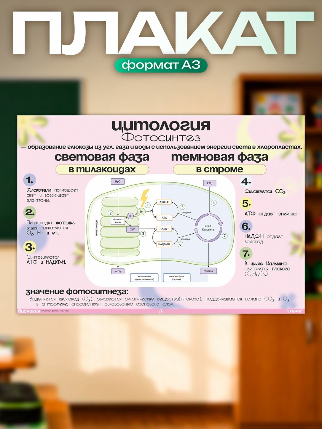 Постеры школьные биология Цитология Фотосинтез, плакаты на стену