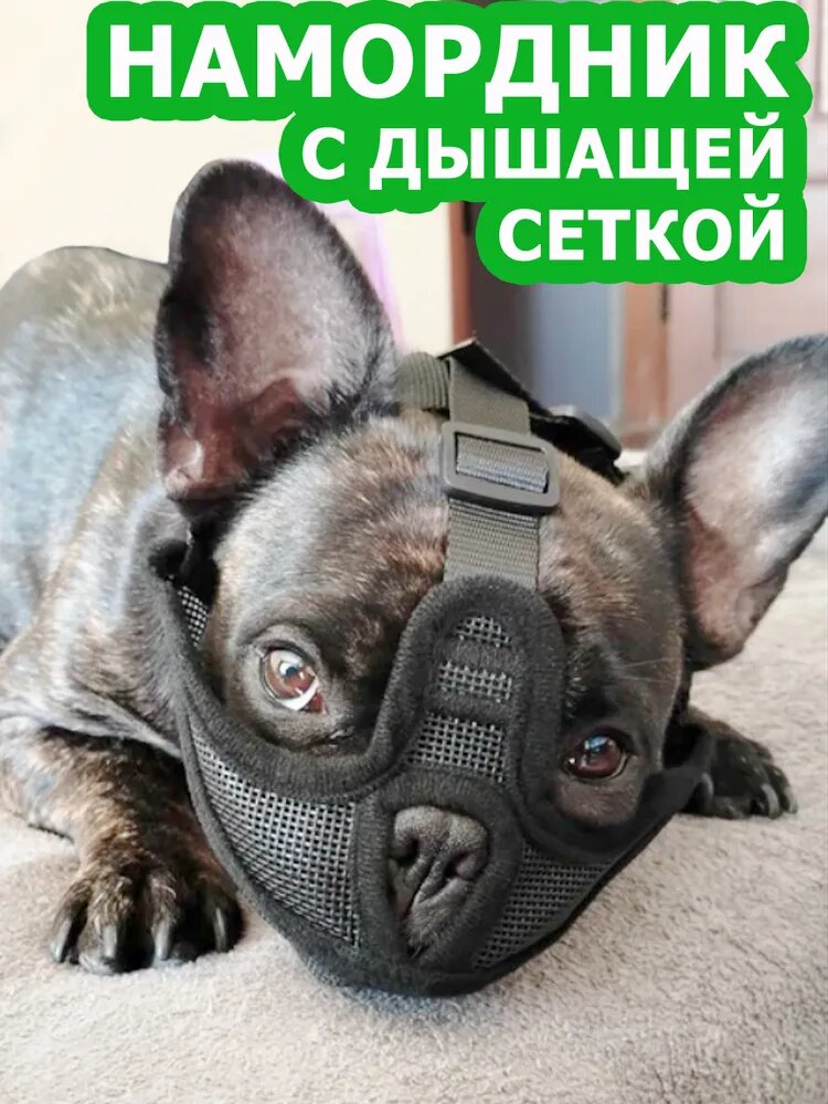 Намордник для французского бульдога