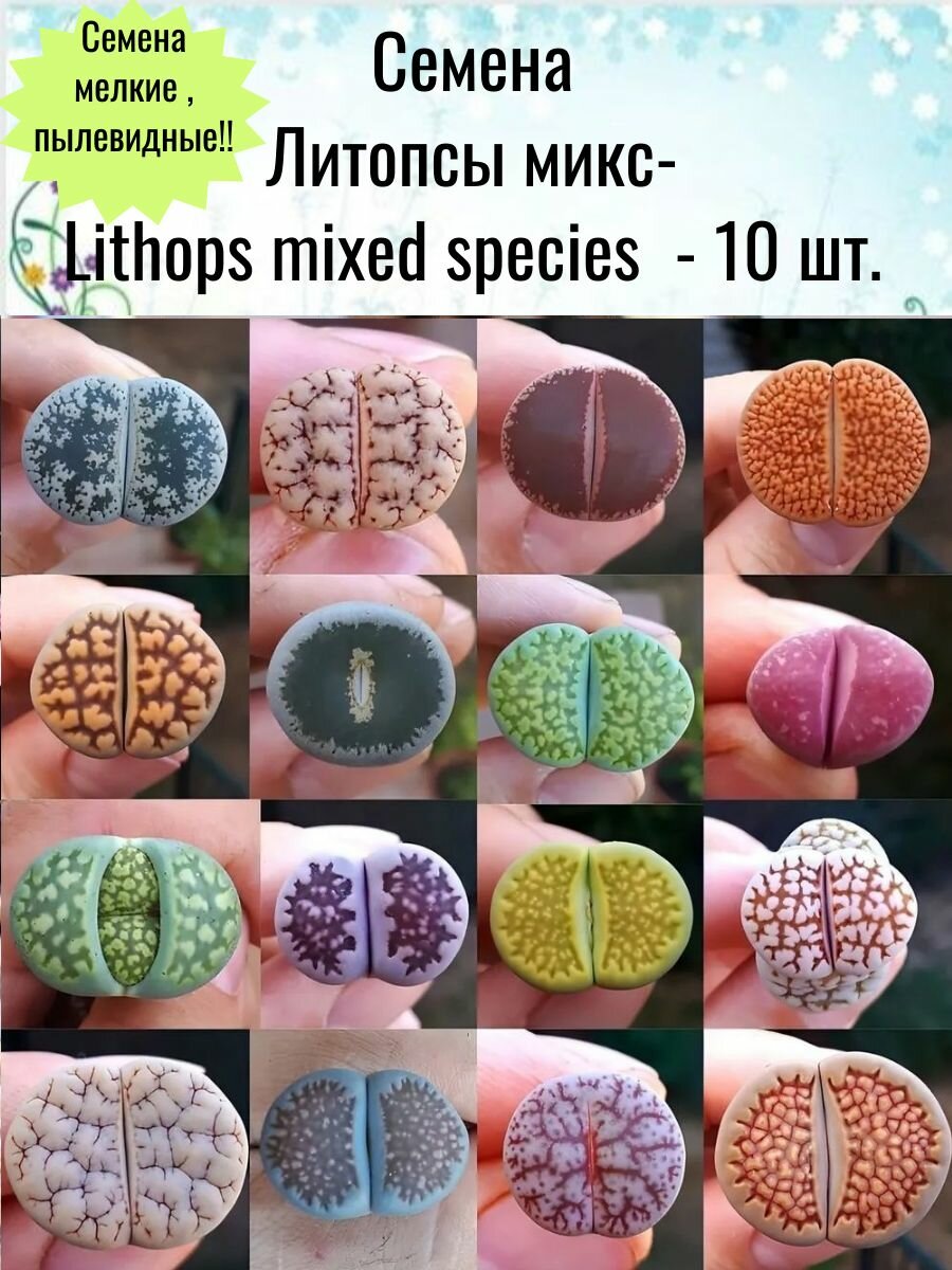 Семена Литопсы микс- Lithops mixed species (10 шт.) сорт ЮАР Семена мелкие, пылевидные! мелкие семена для выращивания комнатные растения
