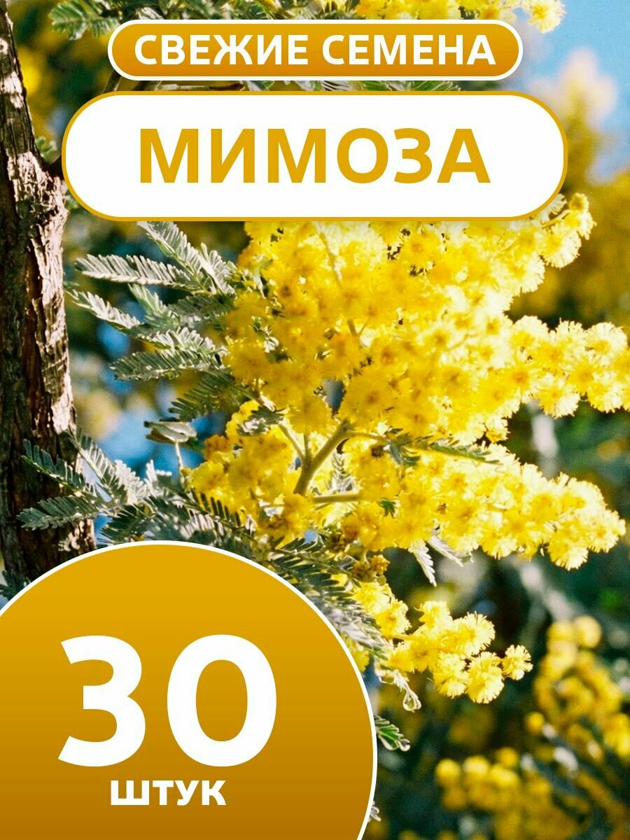Мимоза семена для выращивания 30 шт
