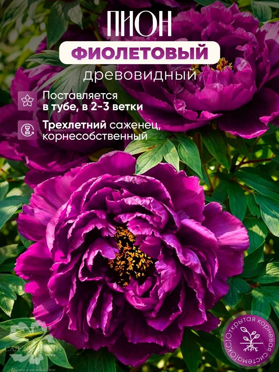Пион древовидный Фиолетовый корнесобственный 2 ветки в тубе
