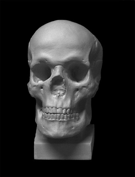 Гипс. Череп. Слепок с натурального, h=24 см, Экорше, артикул 10-122