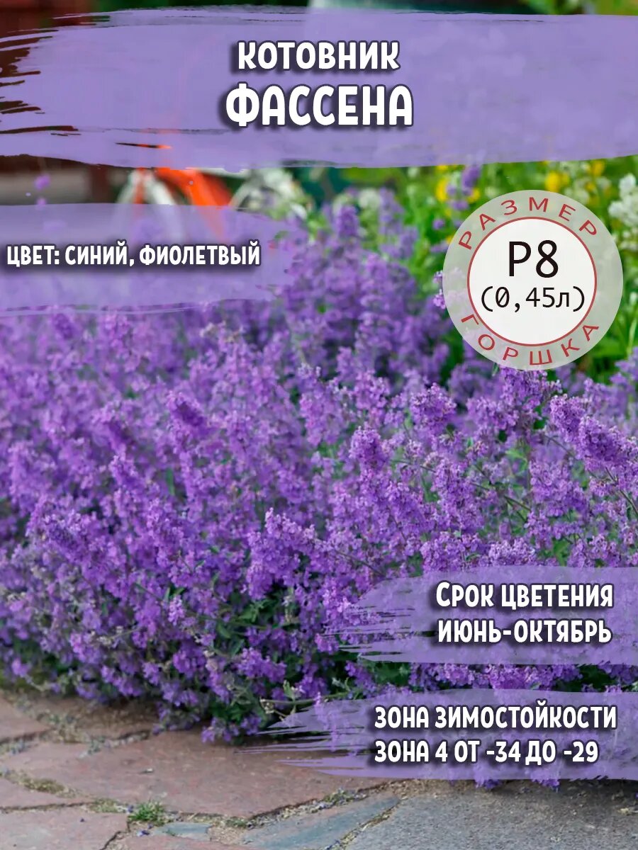 Котовник фассена