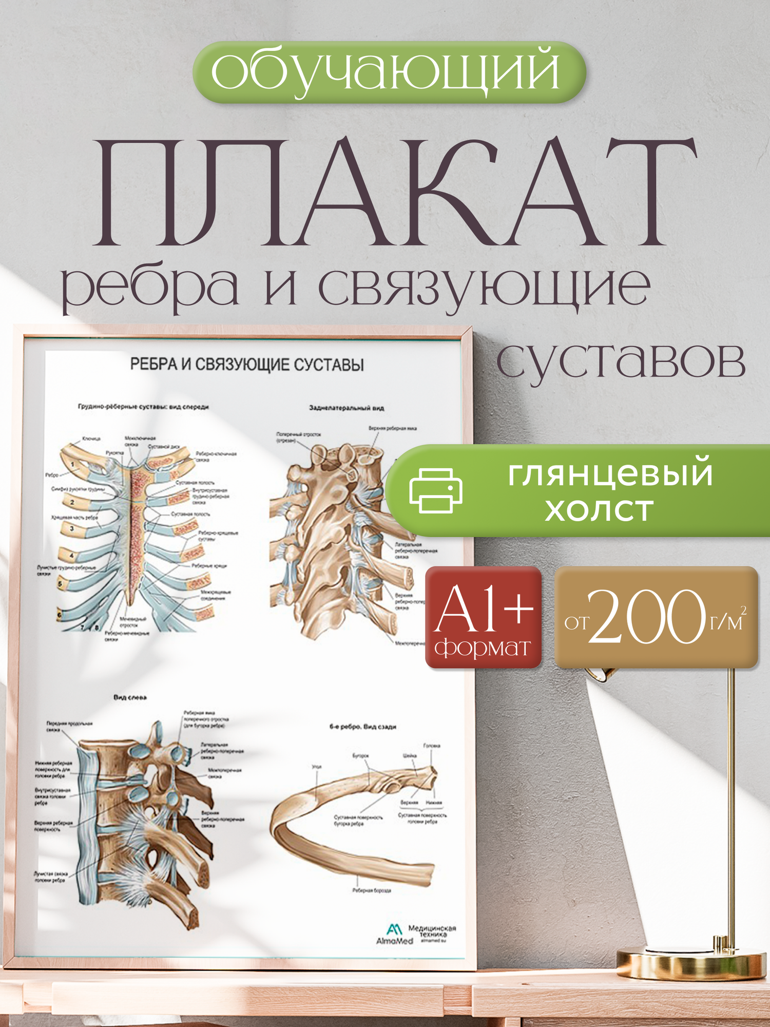 Обучающий плакат "Ребра и связующие суставы (анатомия человека)", размер А1+, глянцевый холст от 200г/м2