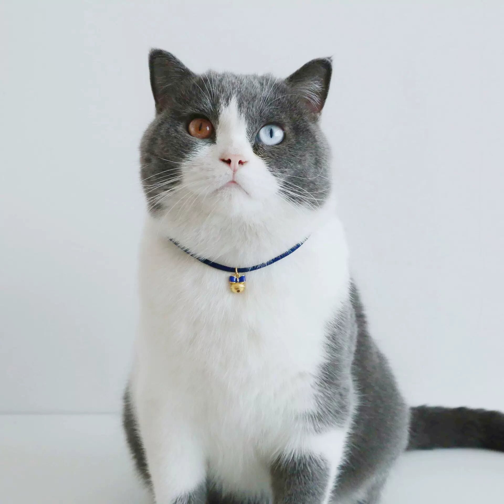 Ошейник для кошки с колокольчиком и гравировкой имени, ошейник для собаки с колокольчиком, плетеный ошейник ручной