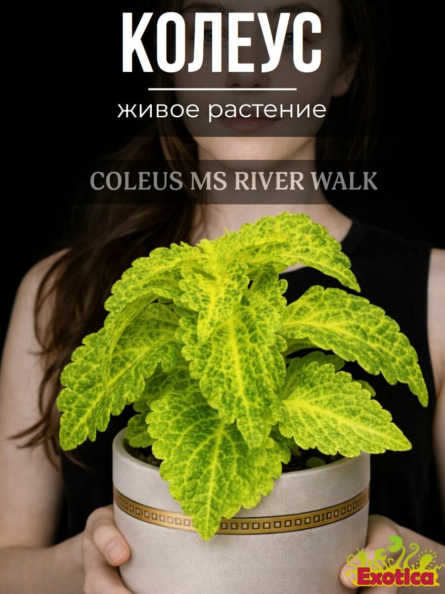 Колеус Мейн Стрит Ривер Велк (Coleus MS River Walk) D6см, живое растение
