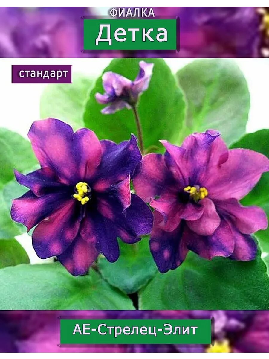 Фиалка детка сорт АЕ-Стрелец-Элит