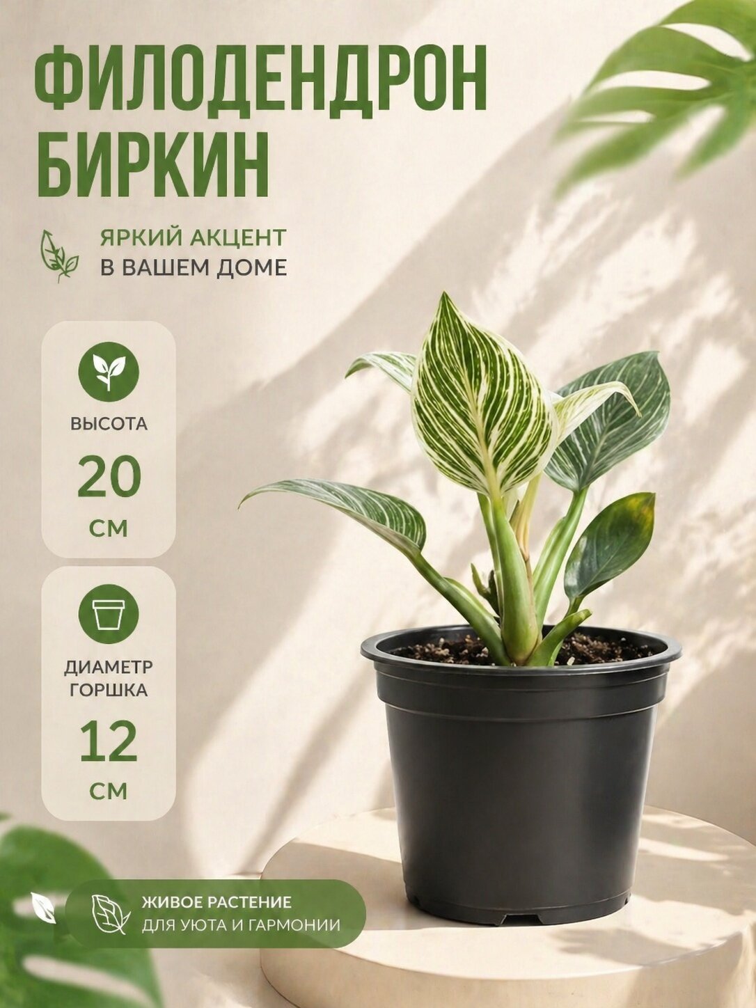 Комнатное растение Филодендрон Биркин 20 см D12 Живой цветок в горшке