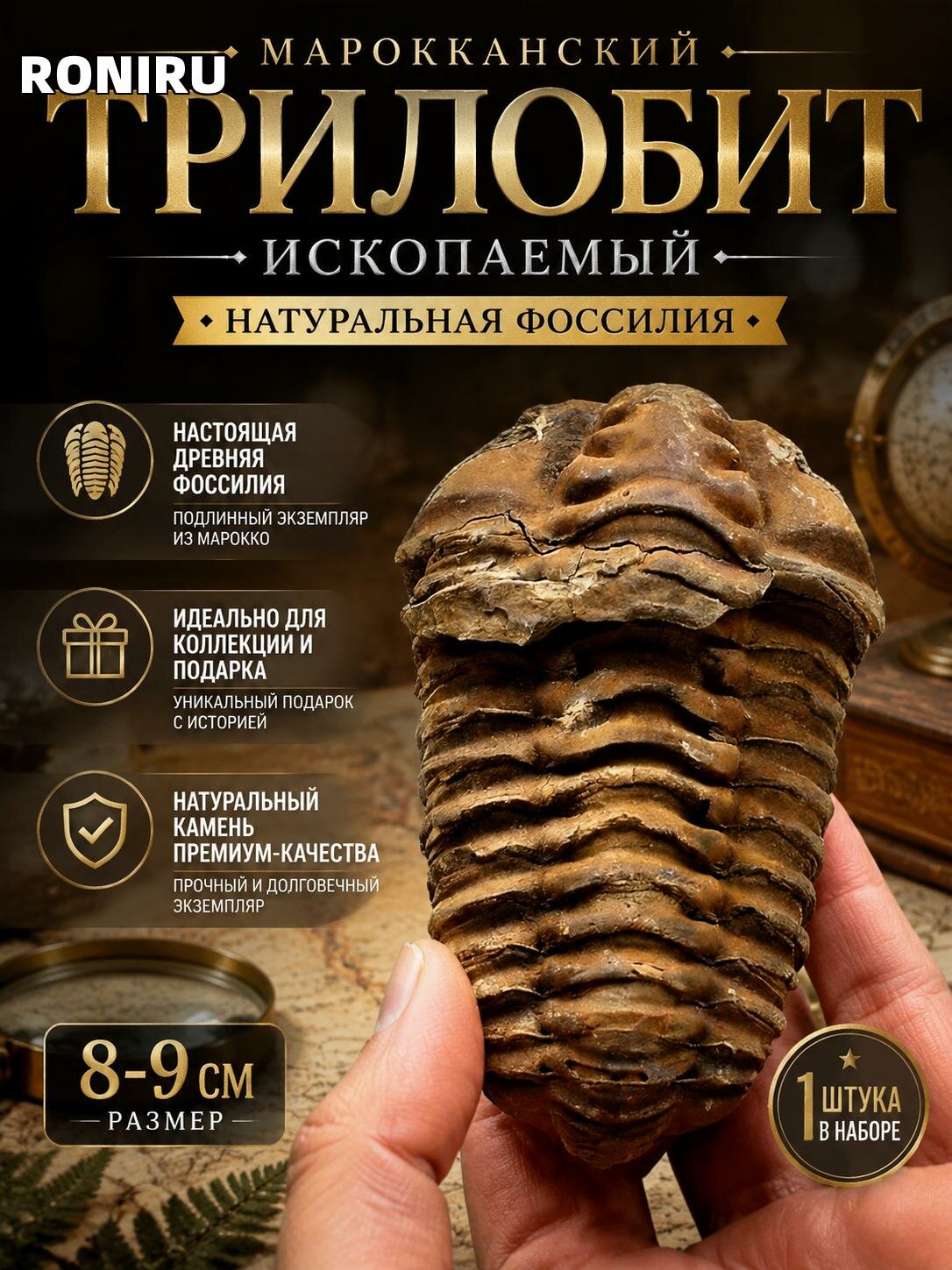 Марокканский трилобит ископаемый 8-9 см, каменная натуральная фоссилия для коллекции и как подарок 1 шт