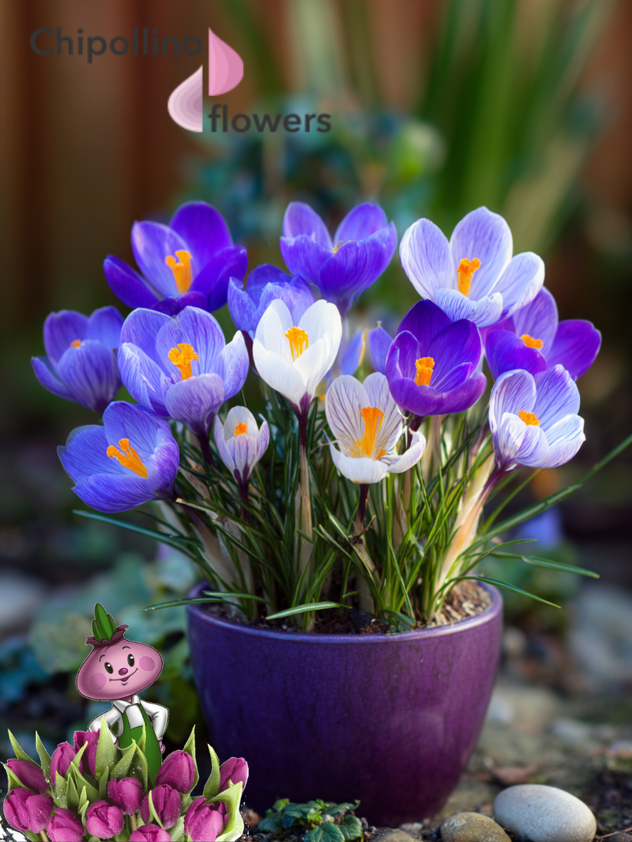 Луковицы цветов, сhipollino flowers, Крокусы SKY MIX (5 луковиц)