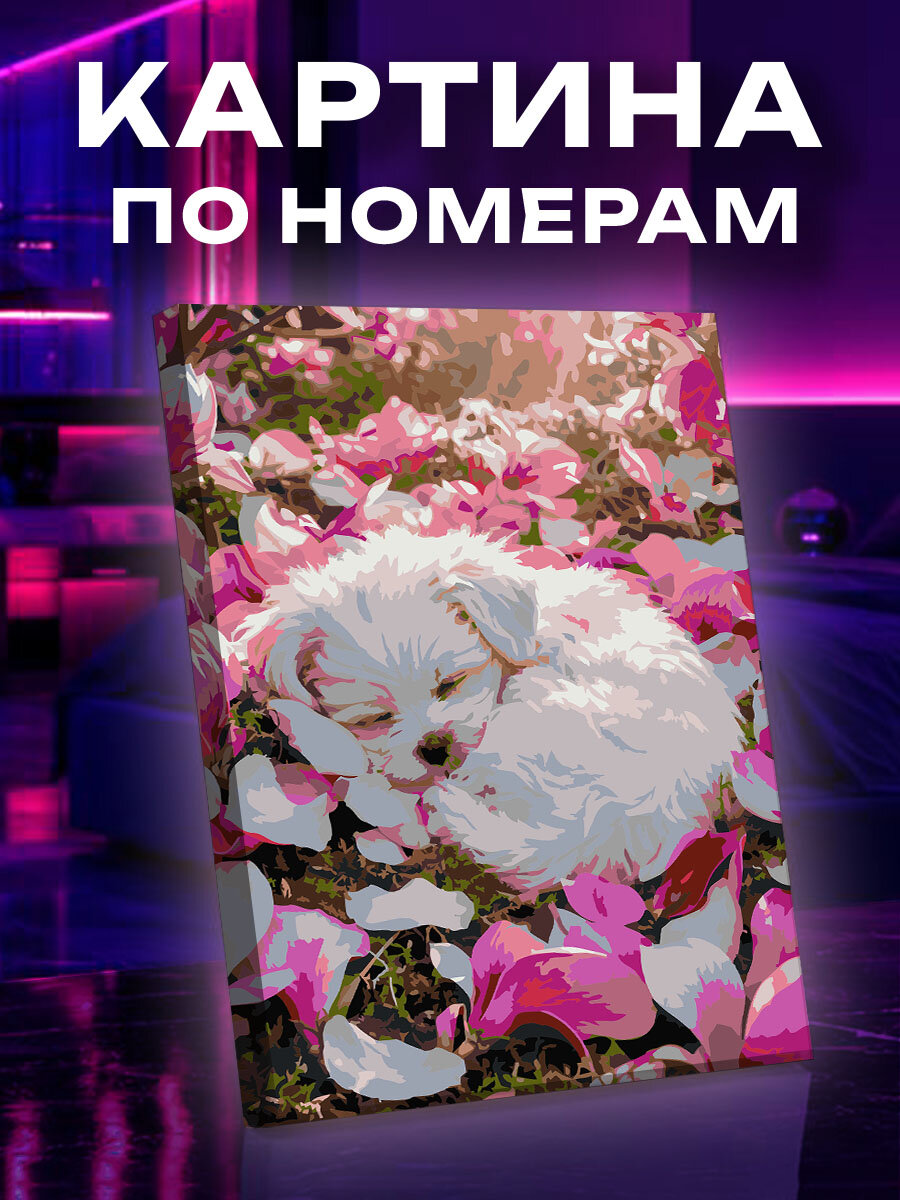 Картина по номерам щенок болонки в лепестках магнолии