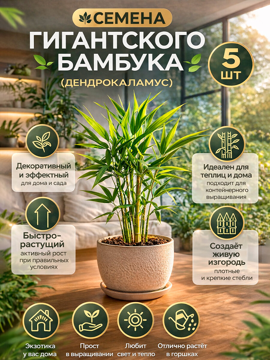 Семена Гигантского Бамбука (Дендрокаламус) 5 шт декоративный, быстрорастущий, для дома, сада и теплиц для дома для сада для теплицы