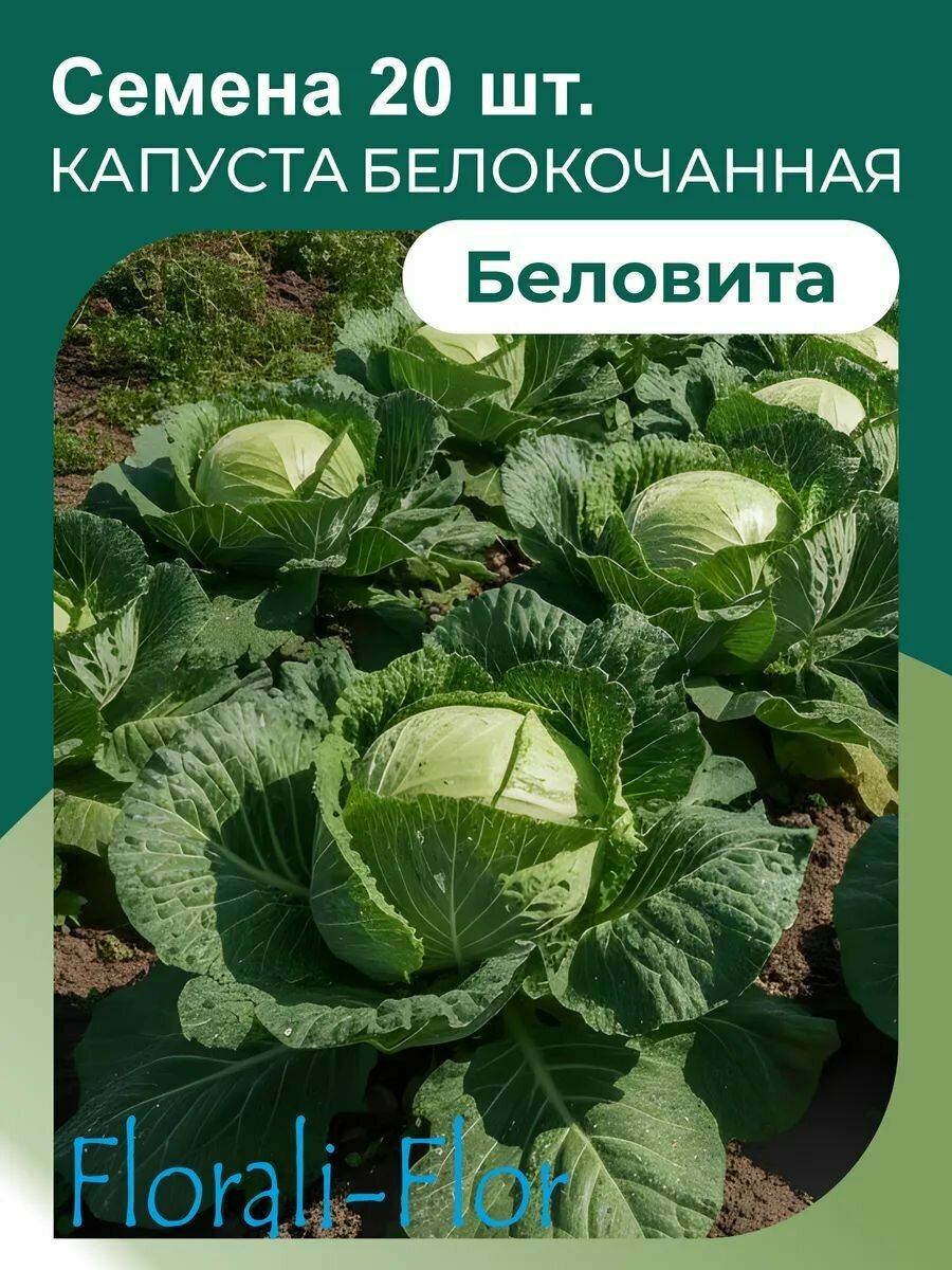 Капуста б/к Семена