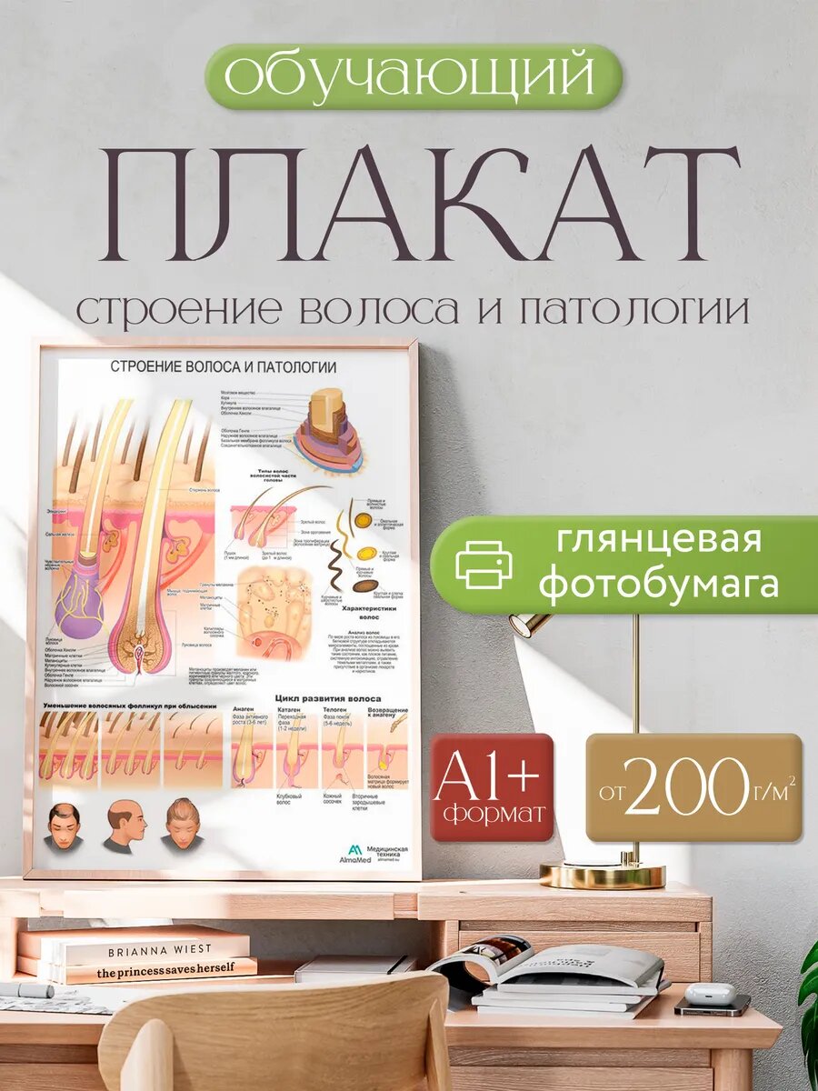 Обучающий плакат "Строение волоса и патологии", размер А1+, глянцевая фотобумага от 200г/м2