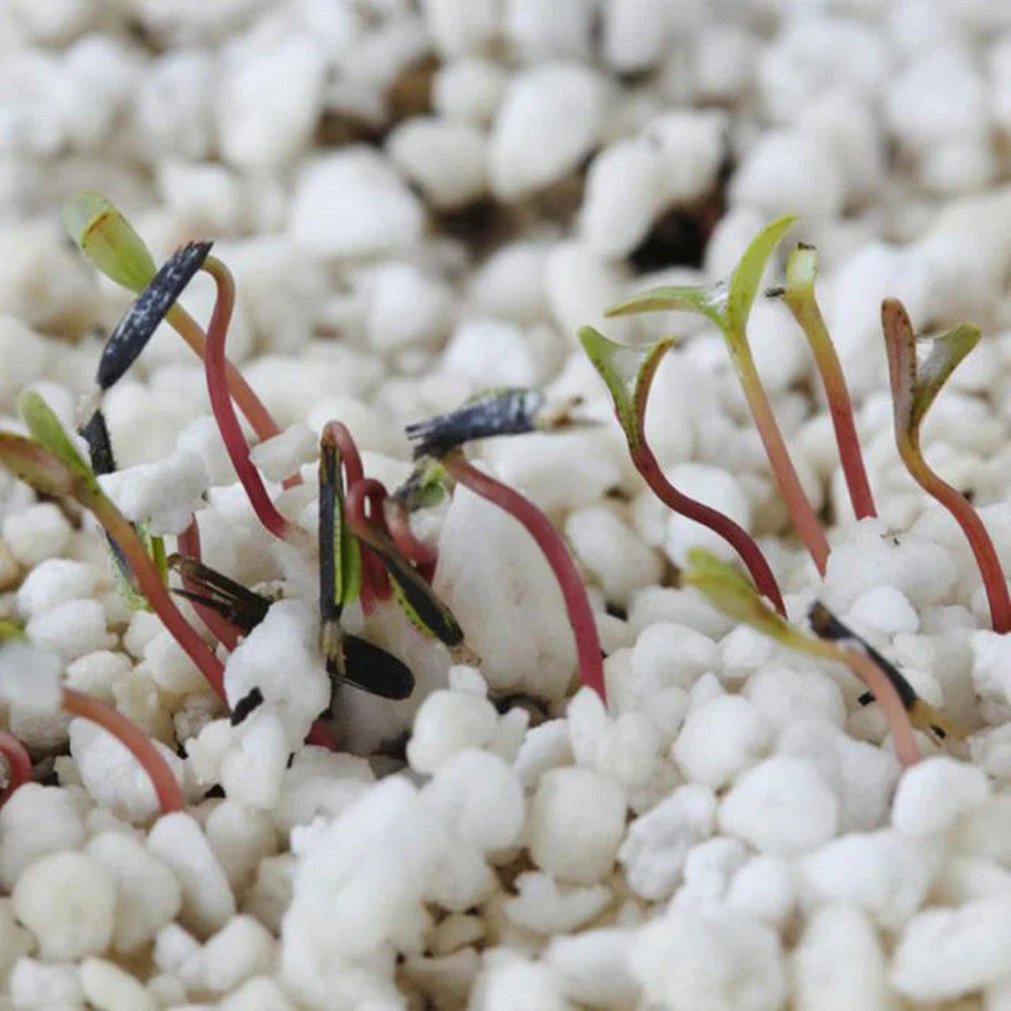 Универсальное минеральное удобрение, 2 л, для рассады и цветов