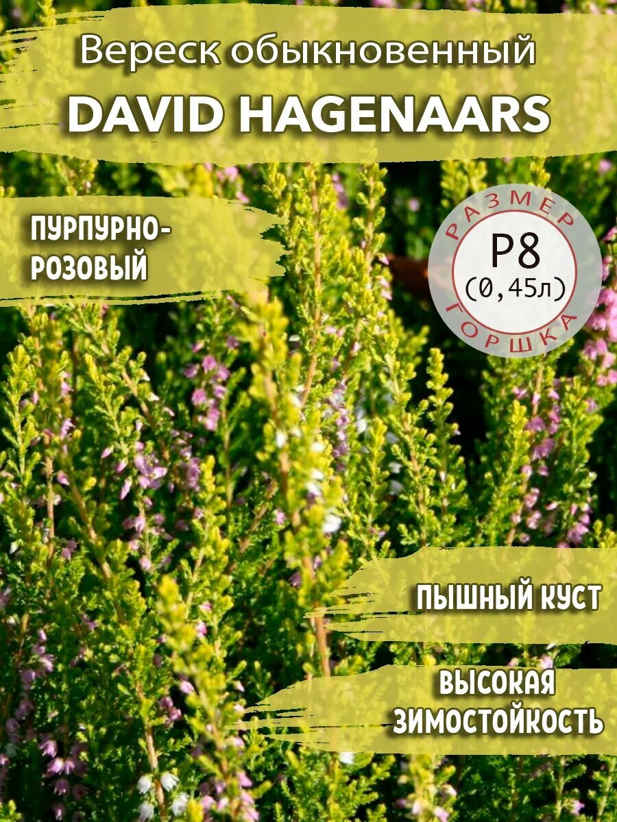 Вереск обыкновенный David Hagenaars