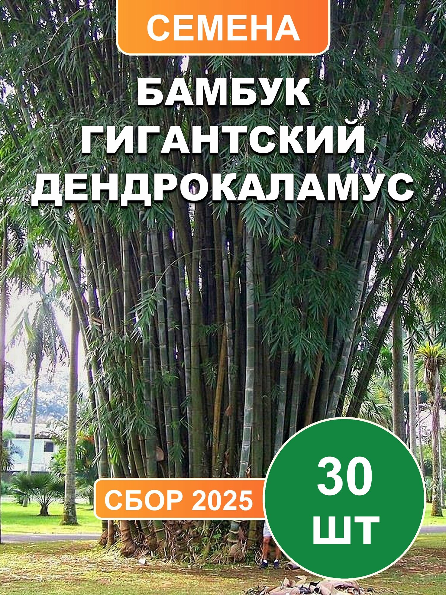 Бамбук гигантский, семена, 30шт