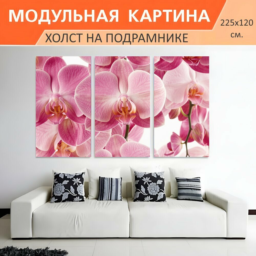 Модульная картина на холсте "Розовые орхидеи крупным планом. Нежные цветы фаленопсиса в мягких оттенках розового и белого." триптих на подрамнике 225х120 см. для интерьера