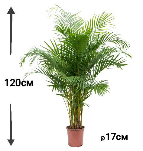 Пальма Арека Дипсис D17, 120 см в высоту живое растение