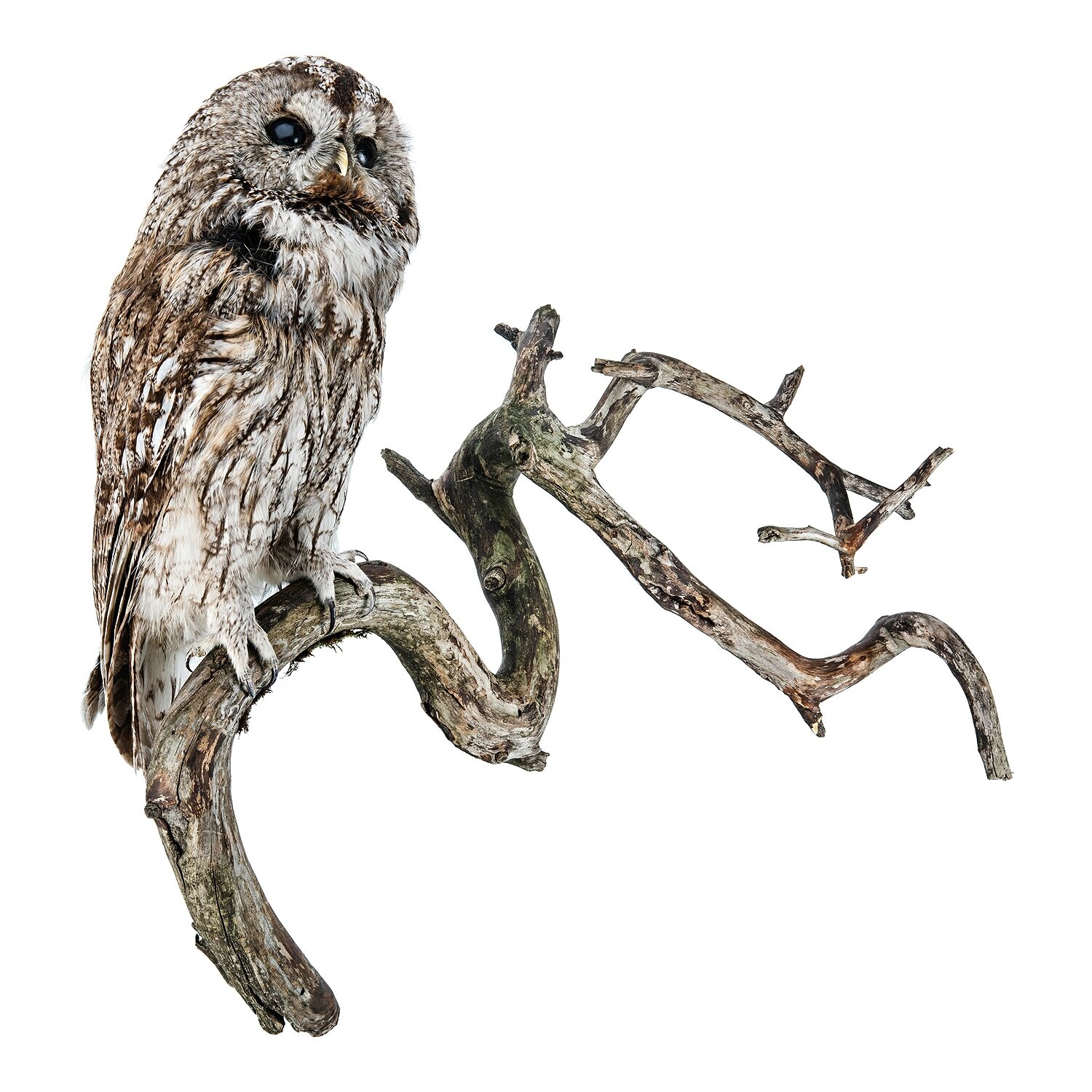 203238 Таксидермия чучело "Сова серая", настен