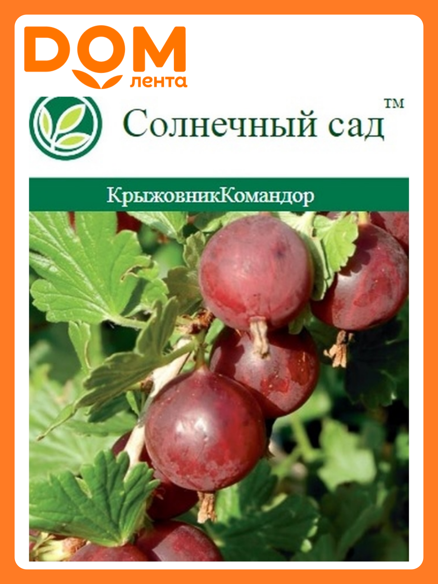 Крыжовник, сорт Куст, среднеранний срок созревания, ягоды крупные, кисло-сладкие, зимостойкий