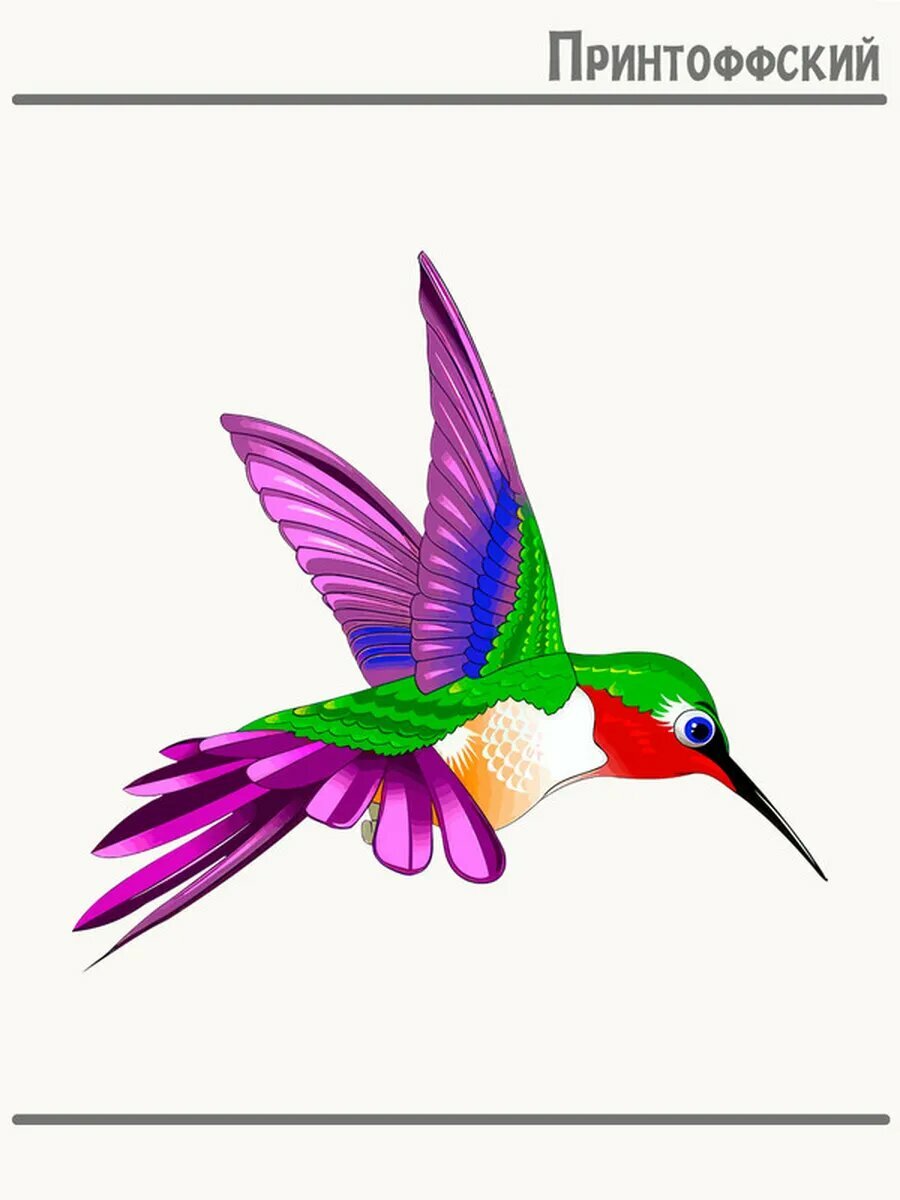 Термонаклейка для одежды и аксессуаров DTF-печать колибри птица colibri